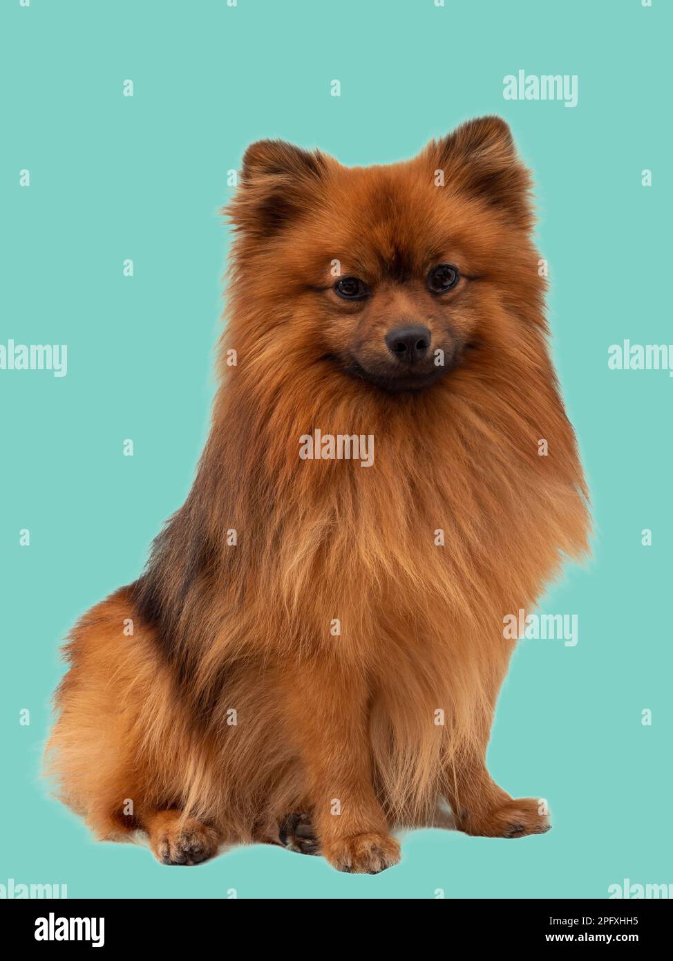 Red Spitz dog breed isolated on blue background. Portrait of Spitz dog ...