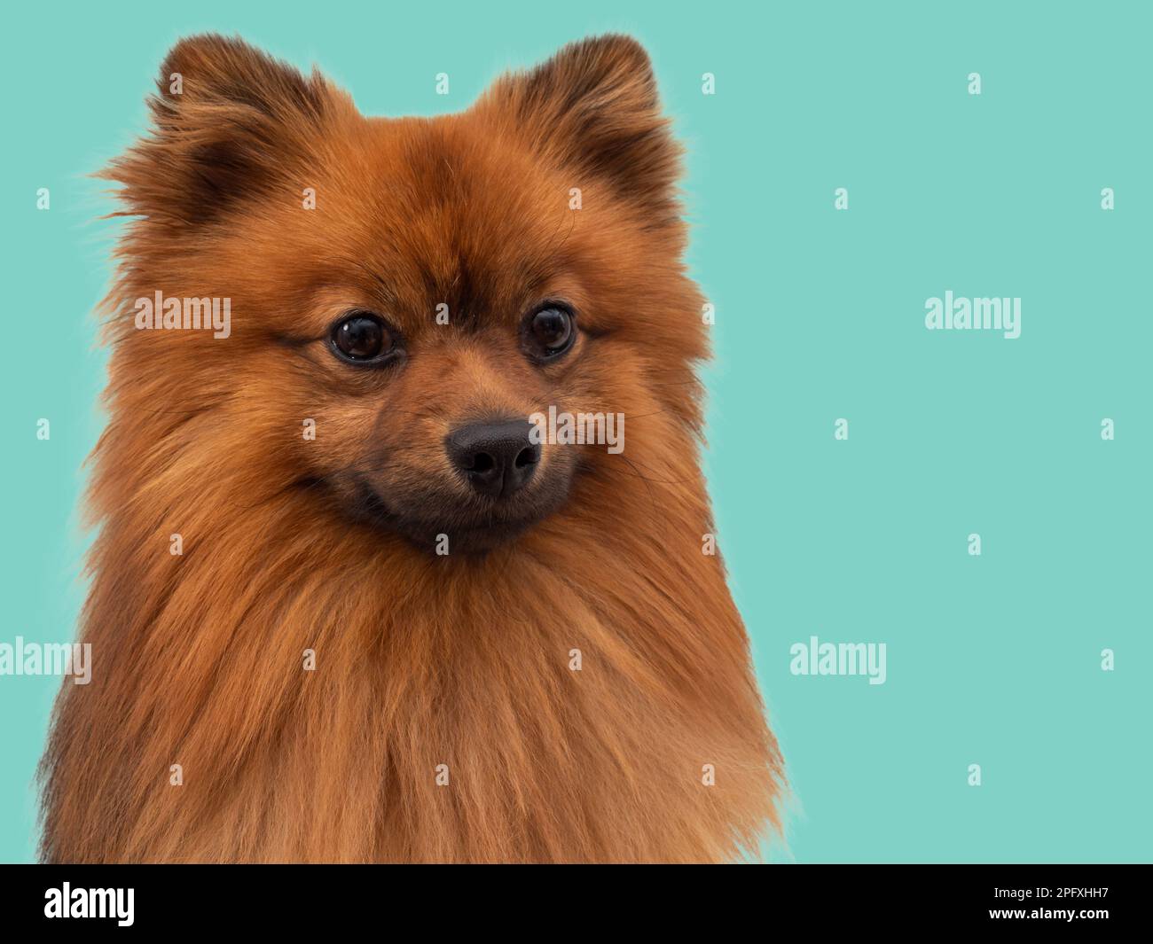 Red Spitz dog breed isolated on blue background. Portrait of Spitz dog ...