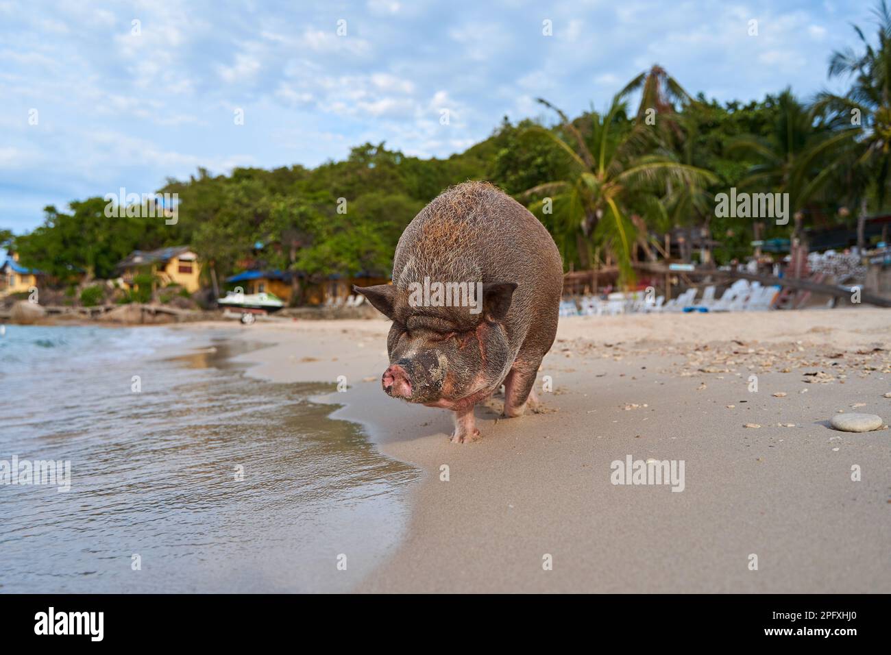 A pig walks and swims in the sea on an exotic beach Stock Photo - Alamy