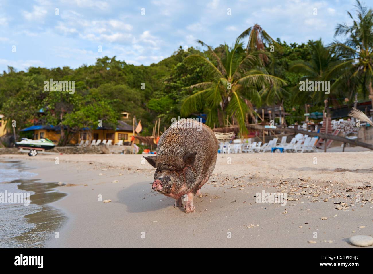 A pig walks and swims in the sea on an exotic beach Stock Photo - Alamy