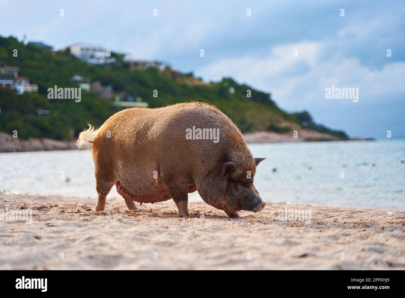 A pig walks and swims in the sea on an exotic beach Stock Photo - Alamy