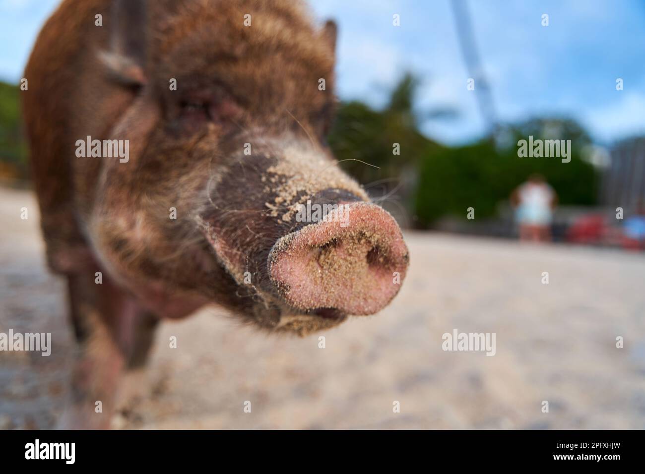 A pig walks and swims in the sea on an exotic beach Stock Photo - Alamy
