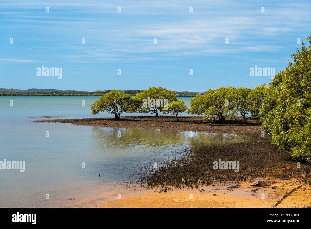 Beautiful coastal scene with mangroves growing near the sandy shore and ...