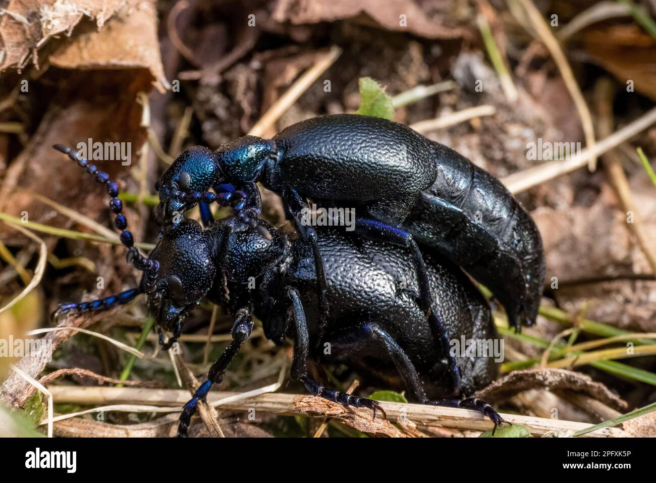Meloe species hi-res stock photography and images - Alamy