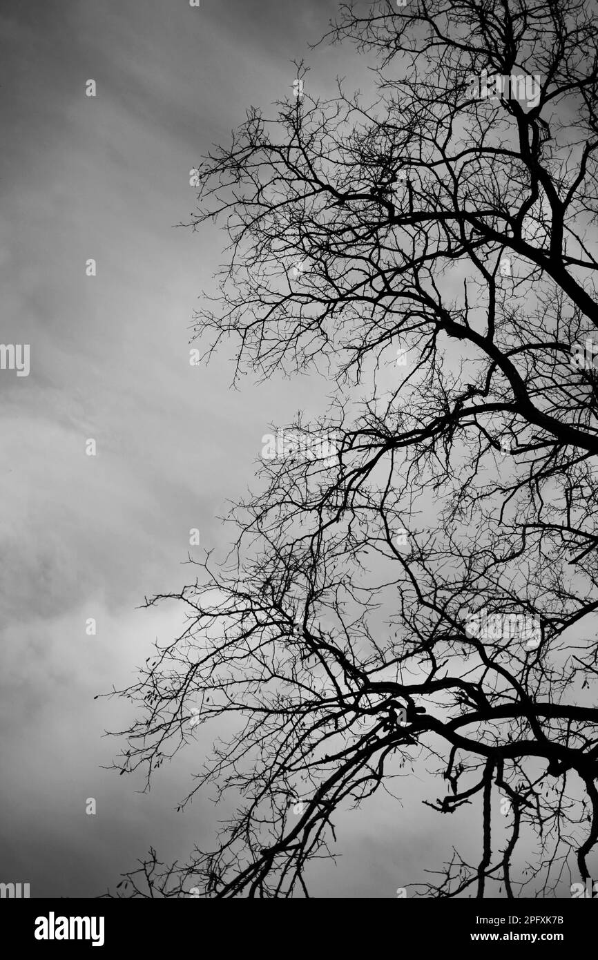 A leafless tree growing against the ominous sky in a black and white ...