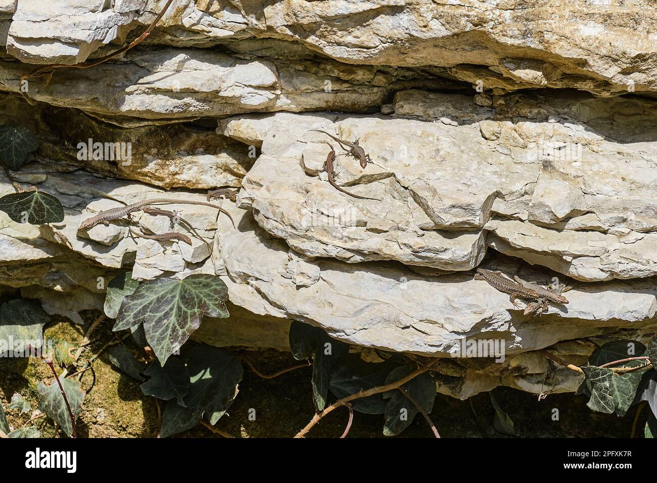 Flat lizards hi-res stock photography and images - Alamy