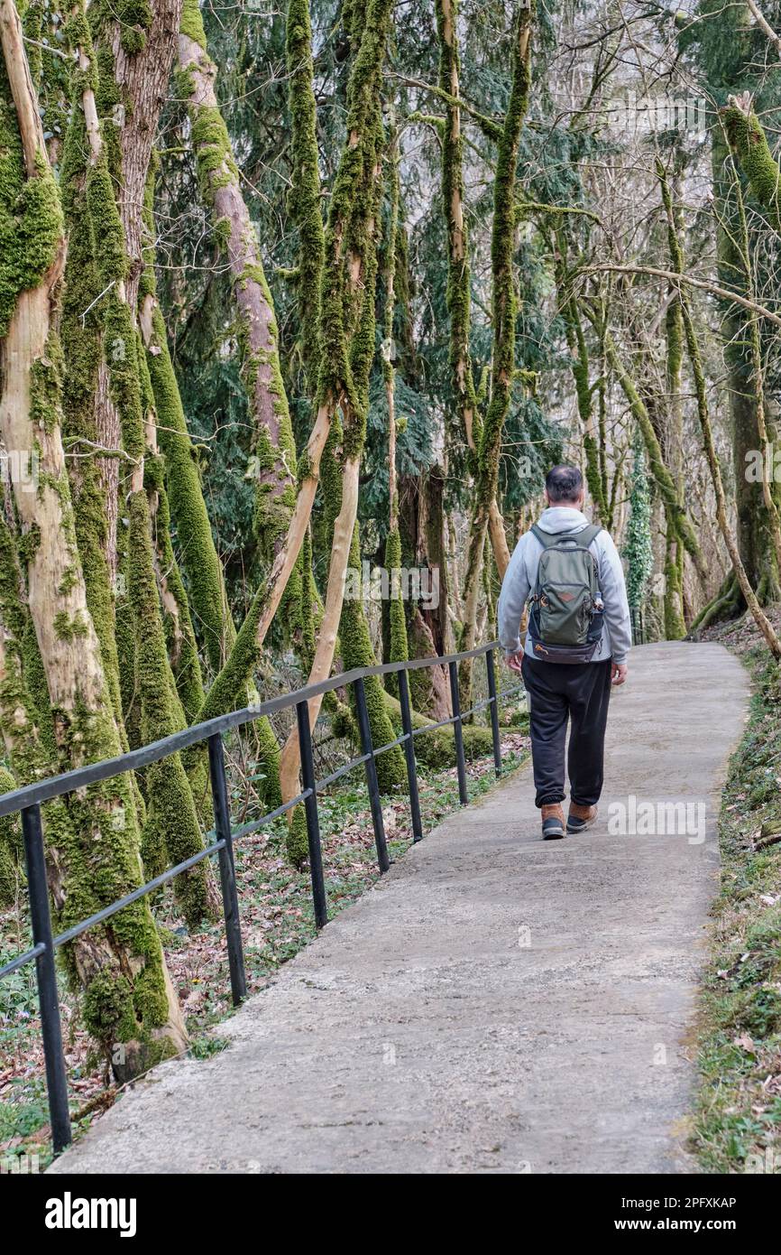 Senior man walking along tourist trail in relic forest Stock Photo - Alamy