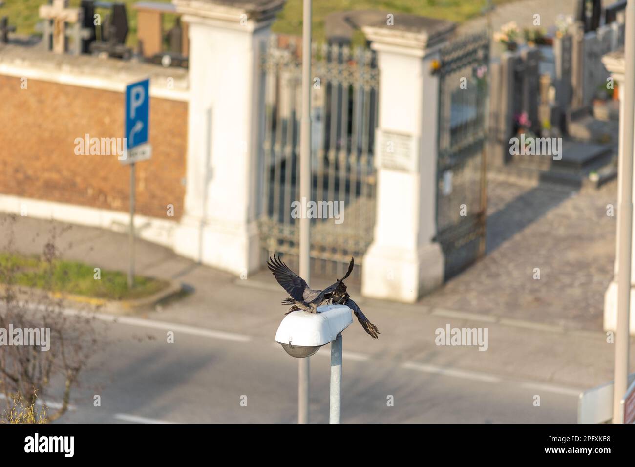 The hooded crow (Corvus cornix), also called the scald-crow or hoodie ...