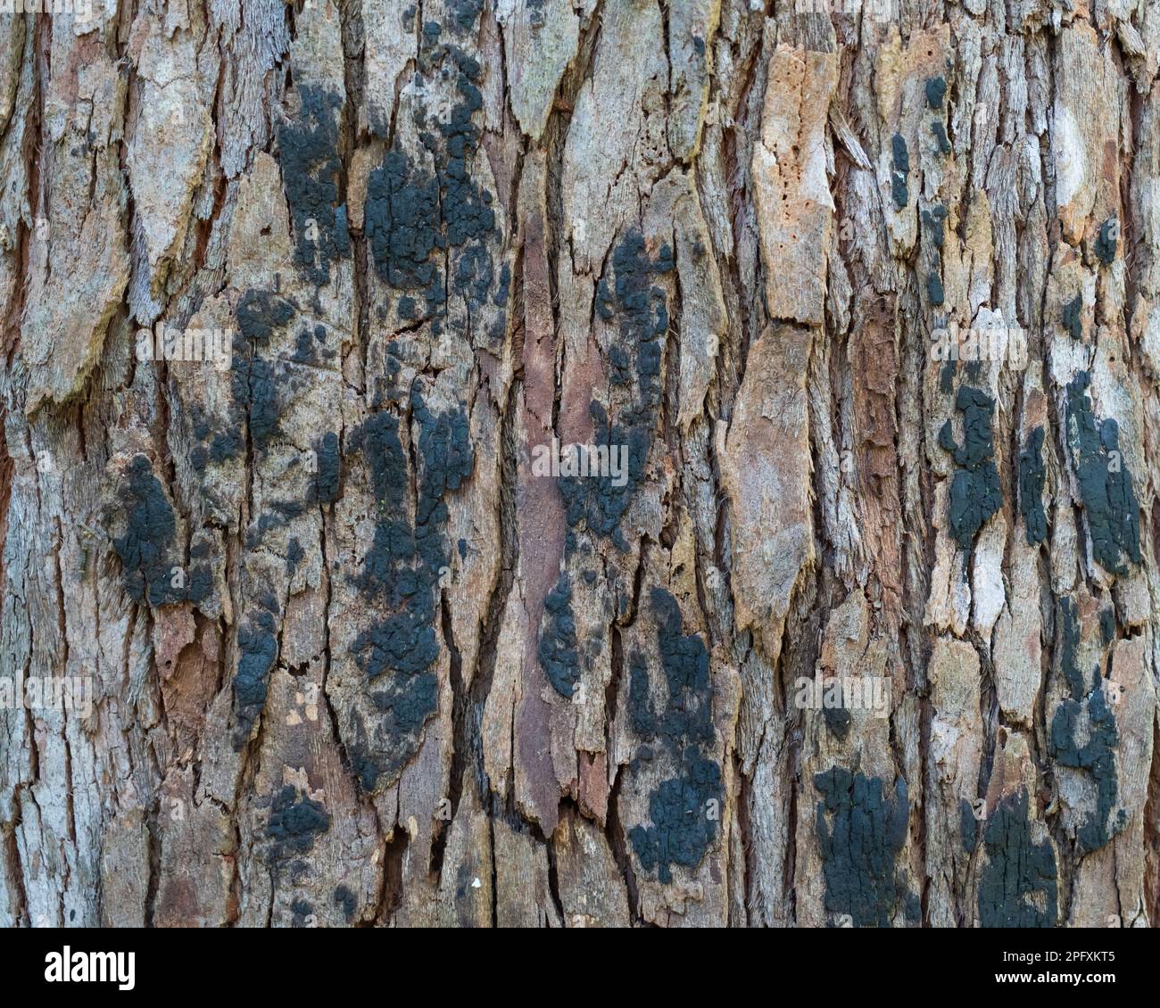 Rough textured bark with blackened patches singed by fire Stock Photo ...