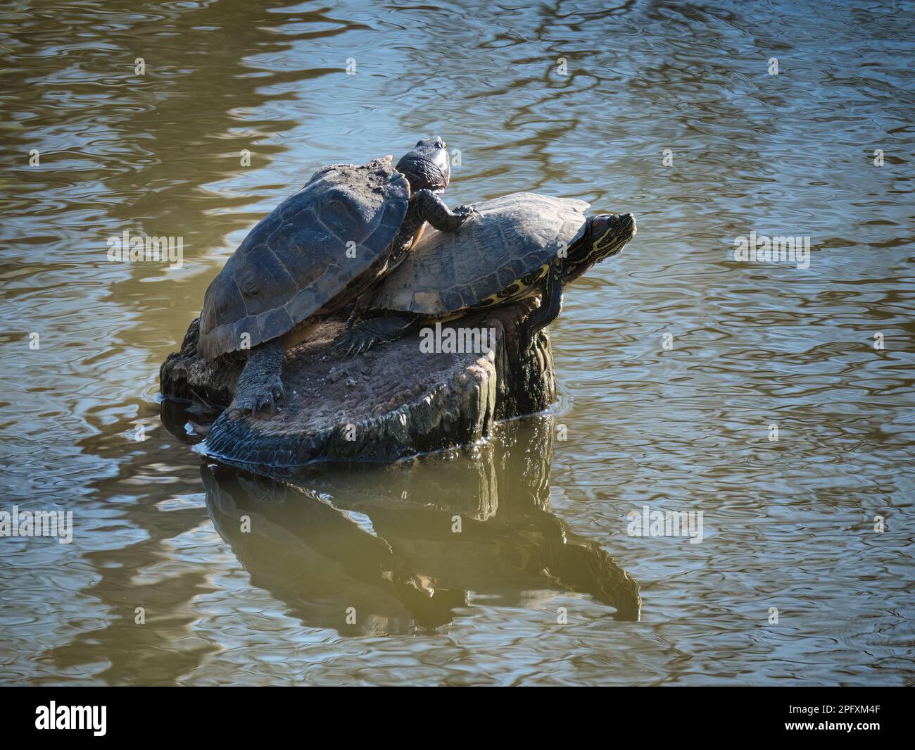 Two turtles together on a stump in the water Stock Photo - Alamy