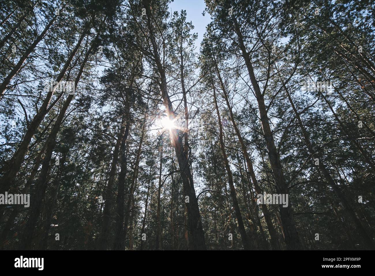 Trees view from below hi-res stock photography and images - Alamy