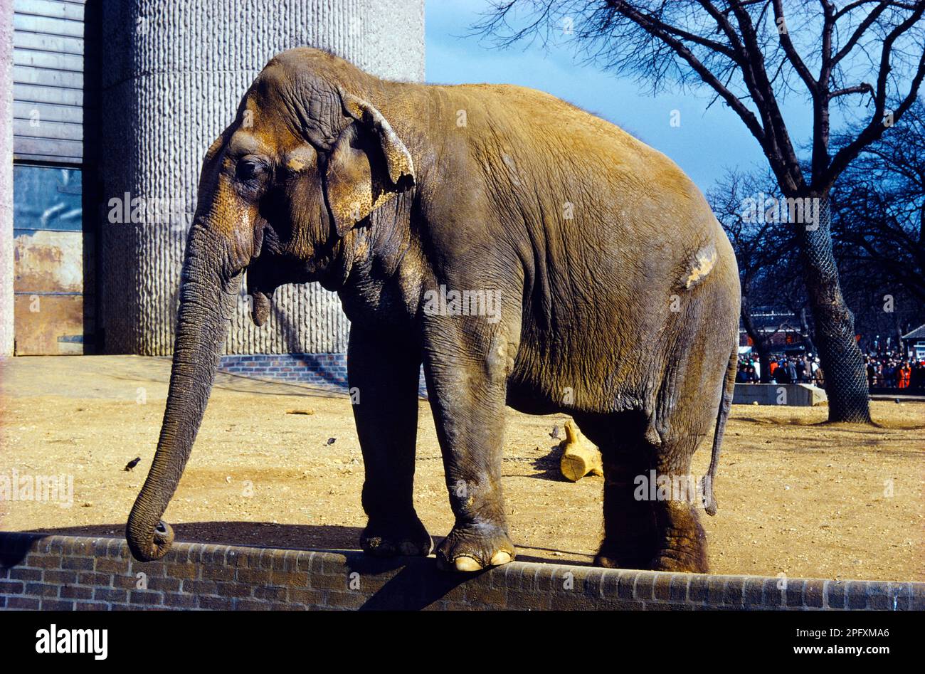 Elephant feet zoo hi-res stock photography and images - Alamy