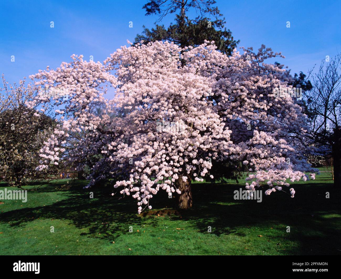Great white cherry tree hi-res stock photography and images - Alamy