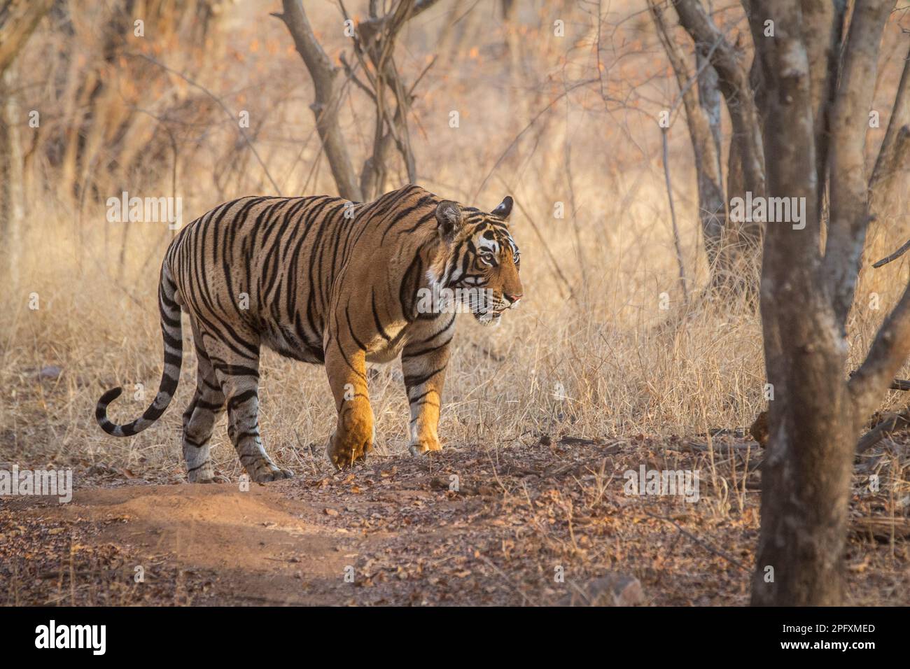 Tiger, Panthera tigris, walks through the forest. Full body side view ...