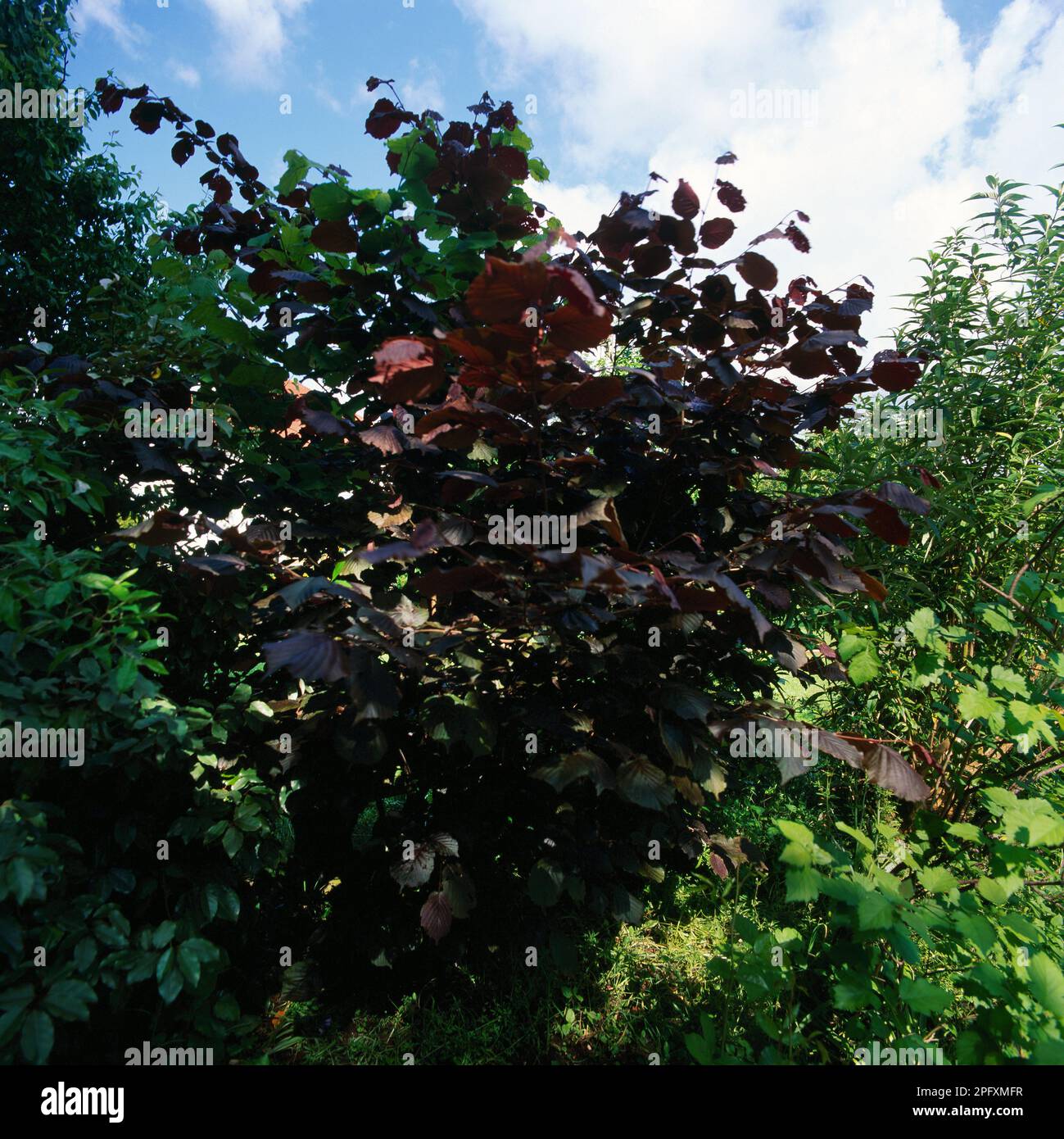 Hazel Bush "Red Majestic" in Garden Surrey England Stock Photo - Alamy