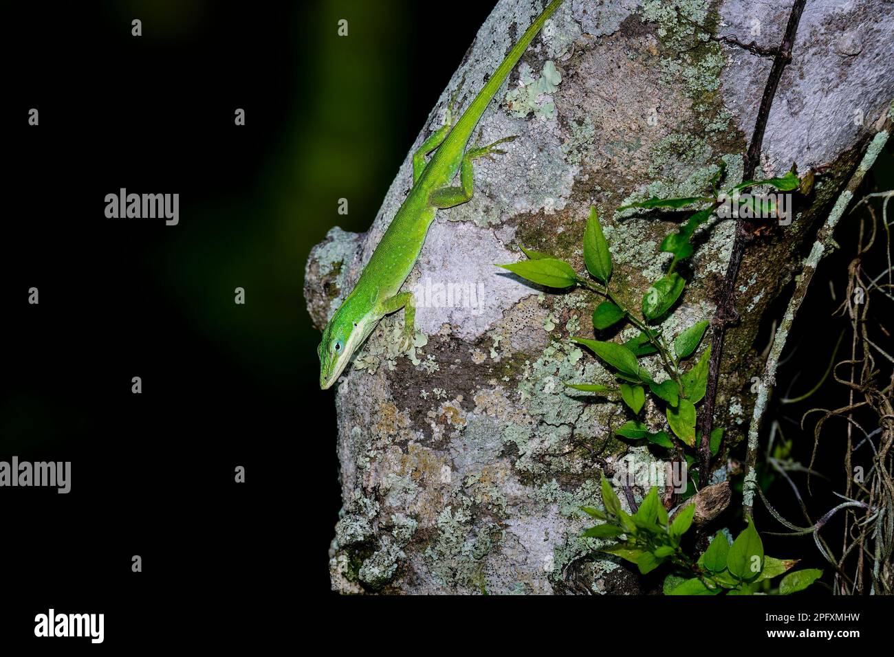 Small carolina anole hi-res stock photography and images - Alamy