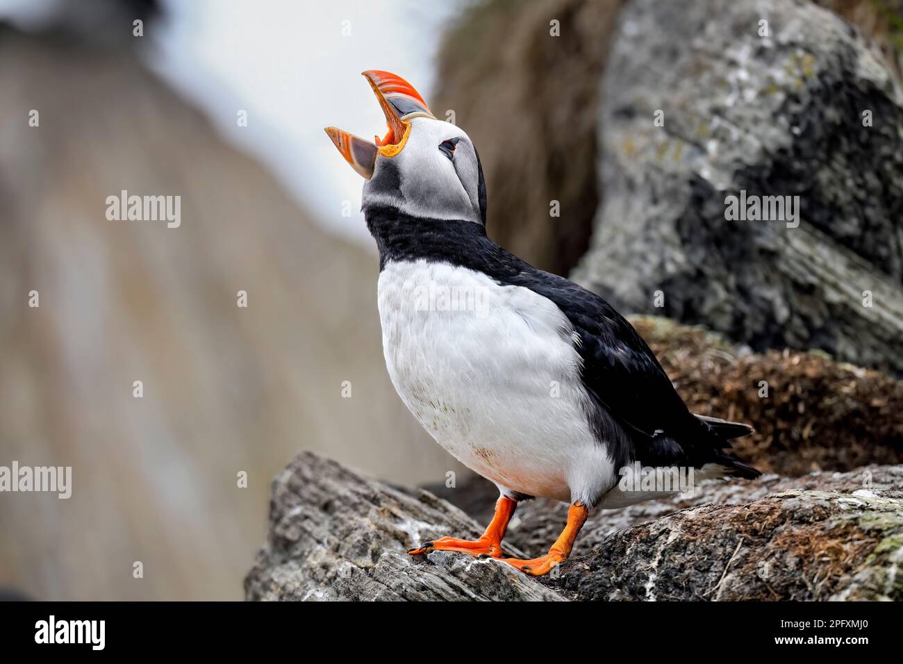 The arctic puffin hi-res stock photography and images - Alamy