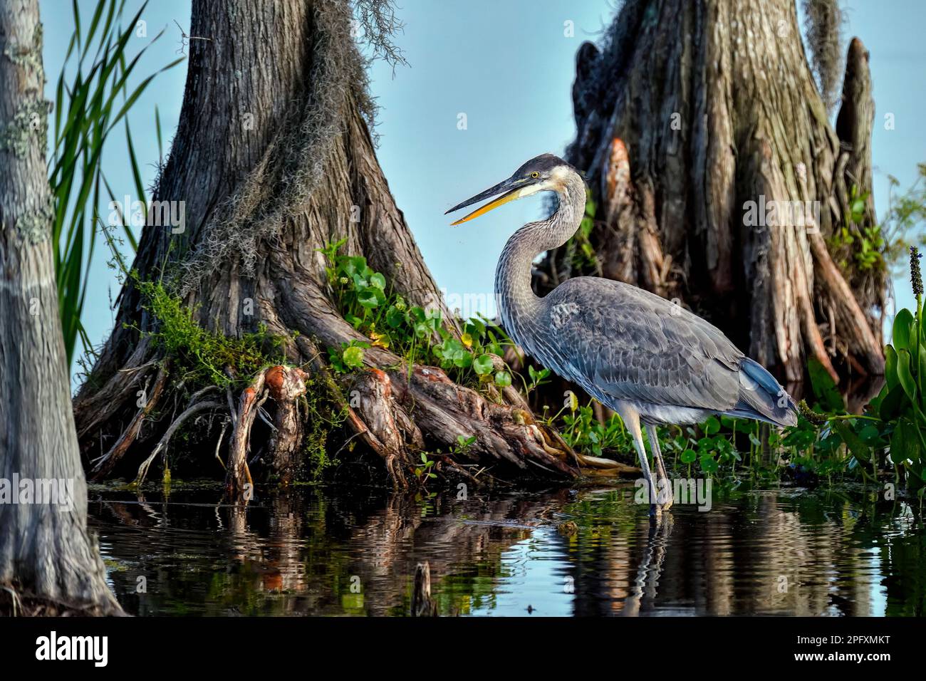 Heron in its habitat hi-res stock photography and images - Alamy