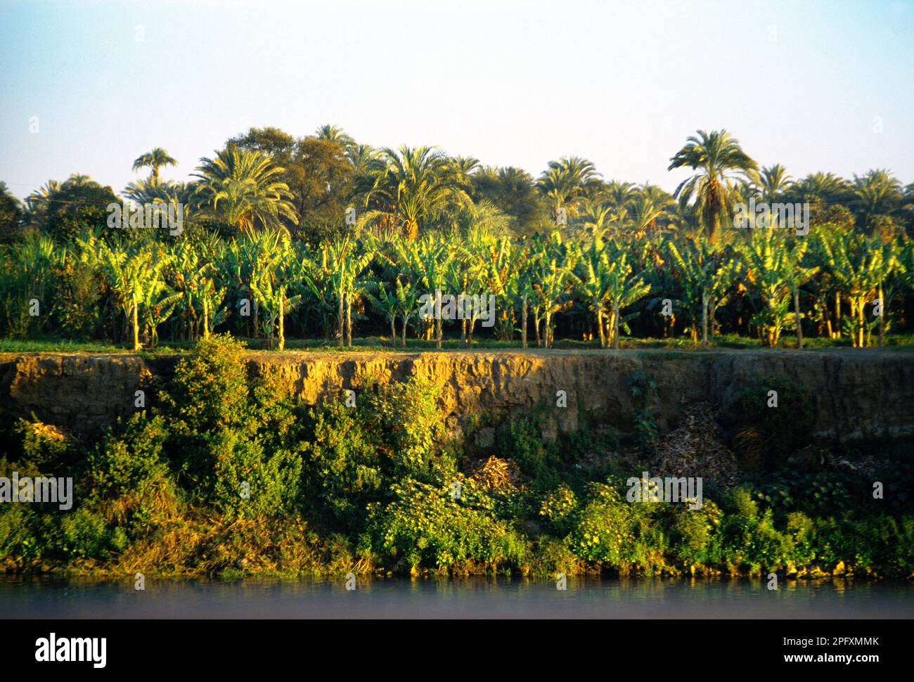 Nile Egypt Agriculture Bananas Between Dandera & Luxor Stock Photo - Alamy