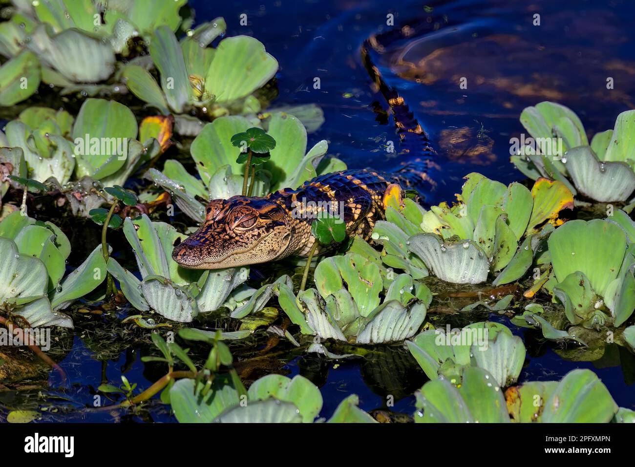 Alligator armor hi-res stock photography and images - Alamy