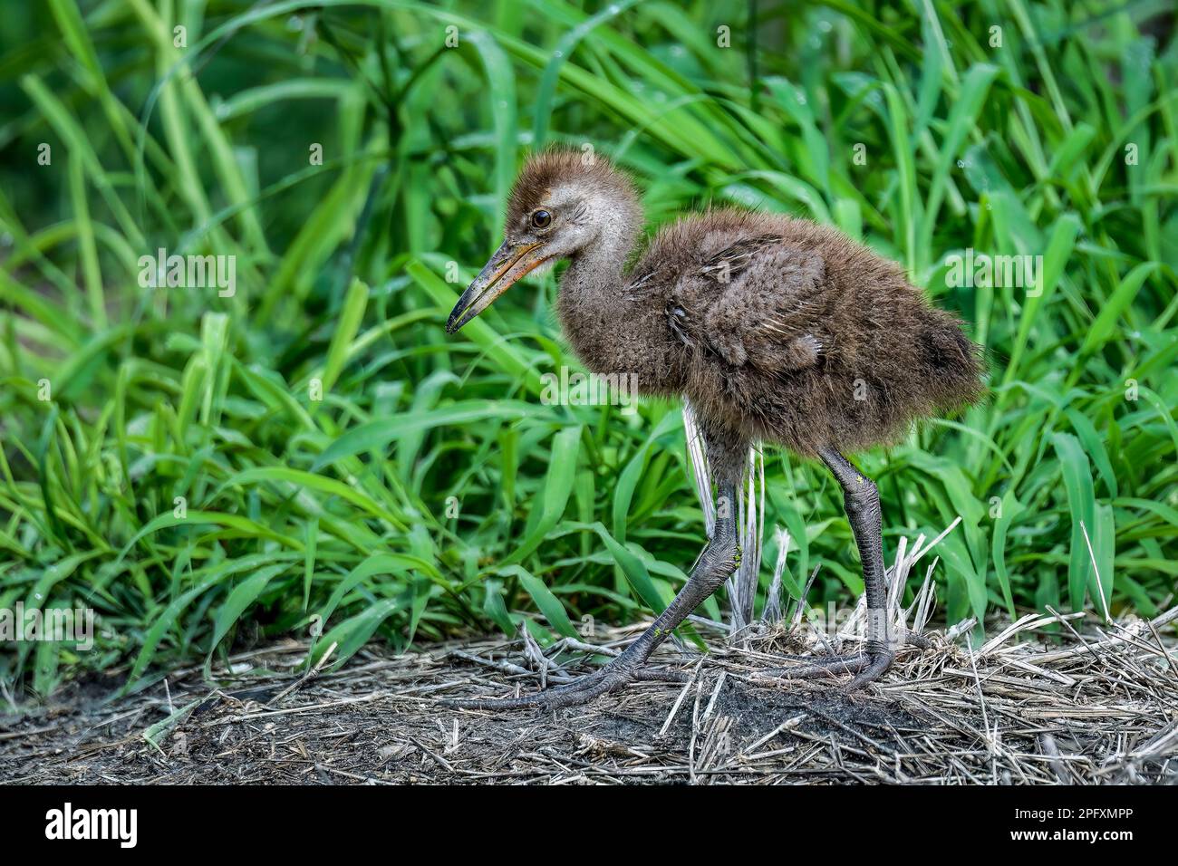 Limpkin standing hi-res stock photography and images - Alamy