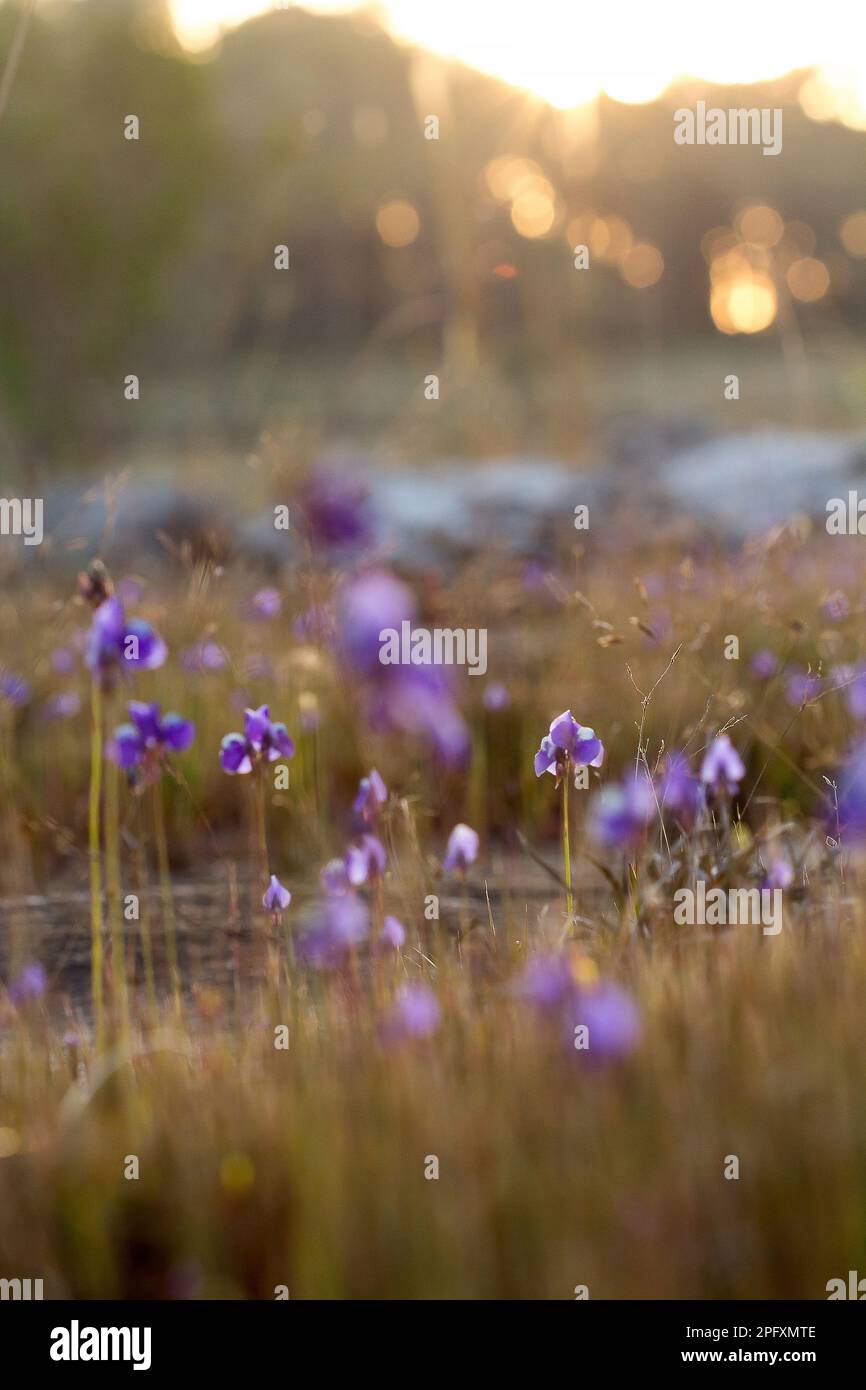 Delphinioides hi-res stock photography and images - Alamy