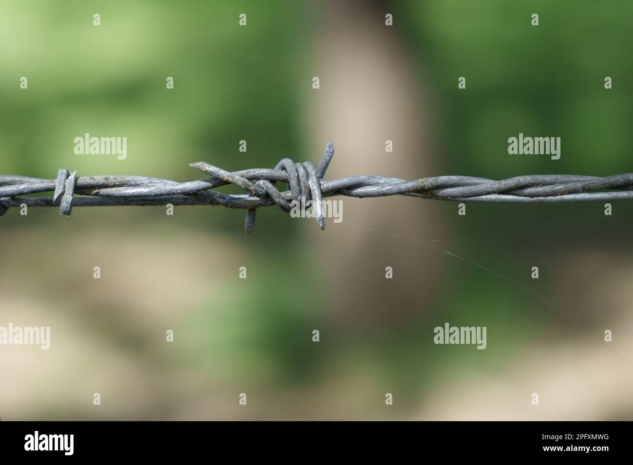 Close-up view of a single strand of barbed wire. Blurred background ...