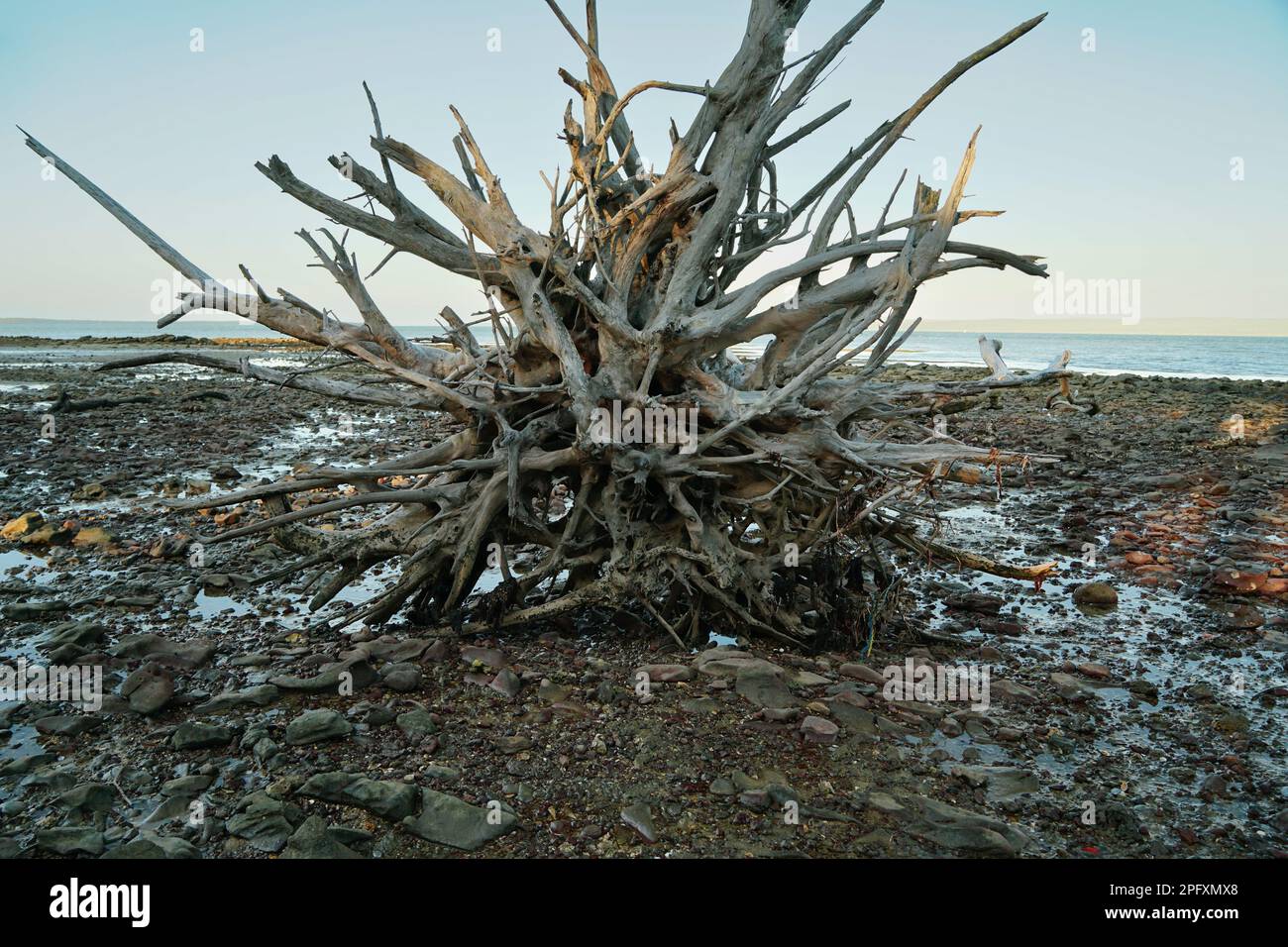 Root system of a large fallen tree on the beach at Coochiemudlo Island ...