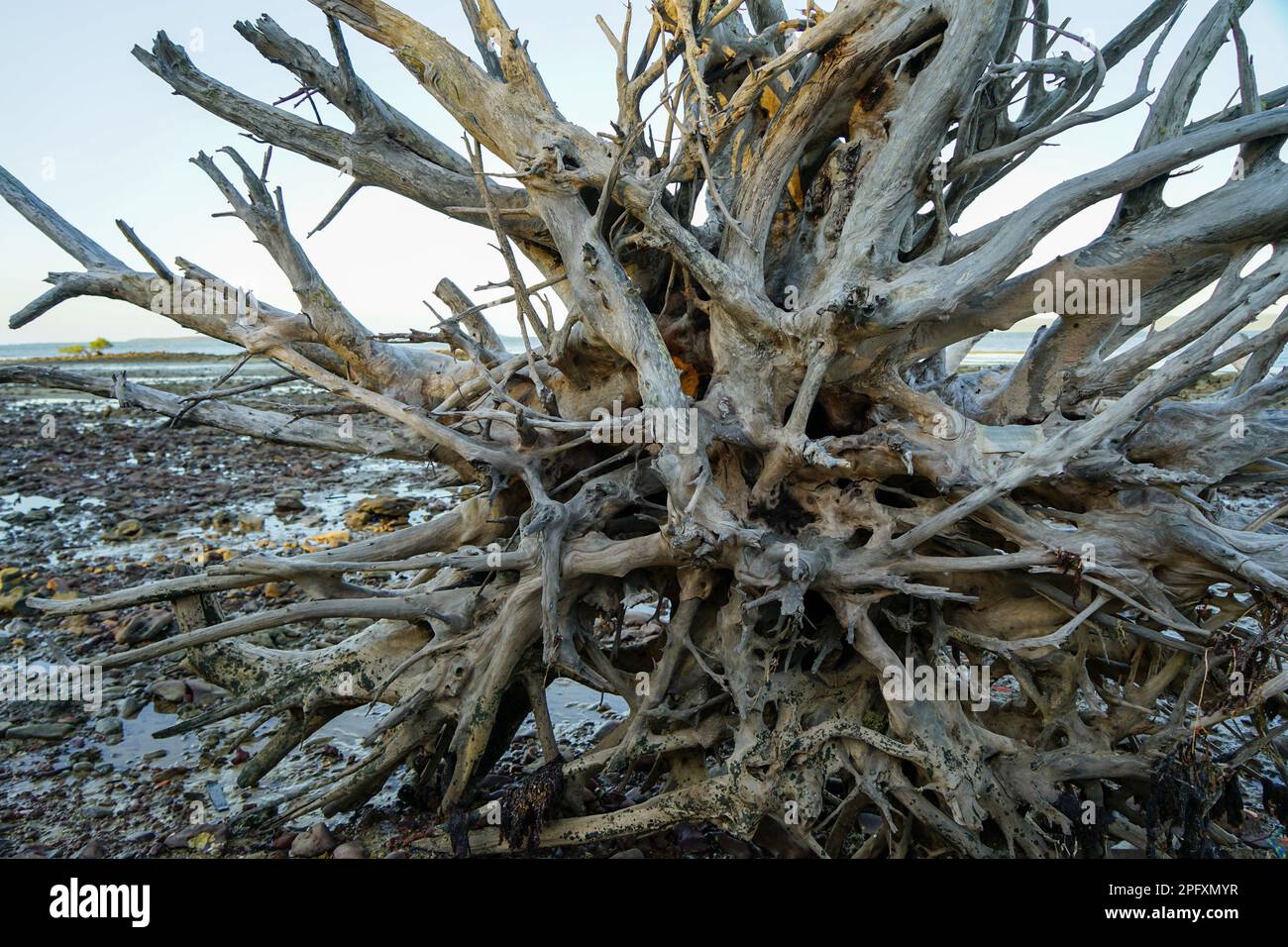 Root system of a large fallen tree on the beach at Coochiemudlo Island ...