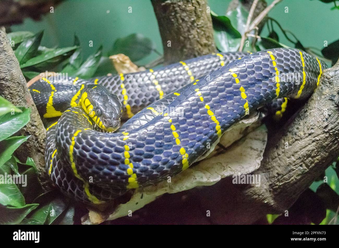 Mangrove Snake, Liophis cobellus Stock Photo - Alamy