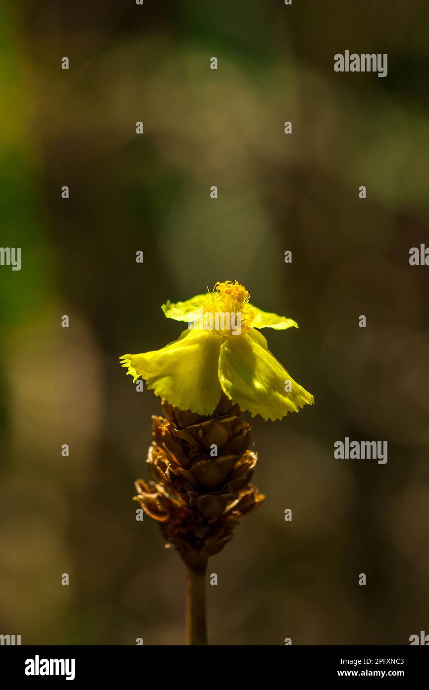 Lentibulariaceae Is an insectivorous plant. Yellow wild flowers growing ...