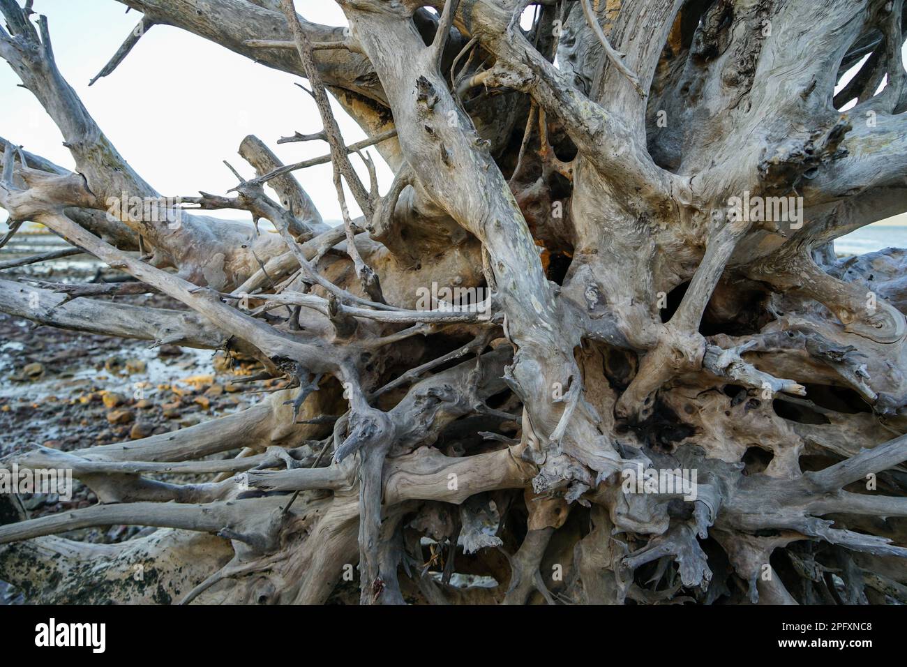 Root system of a large fallen tree on the beach at Coochiemudlo Island ...