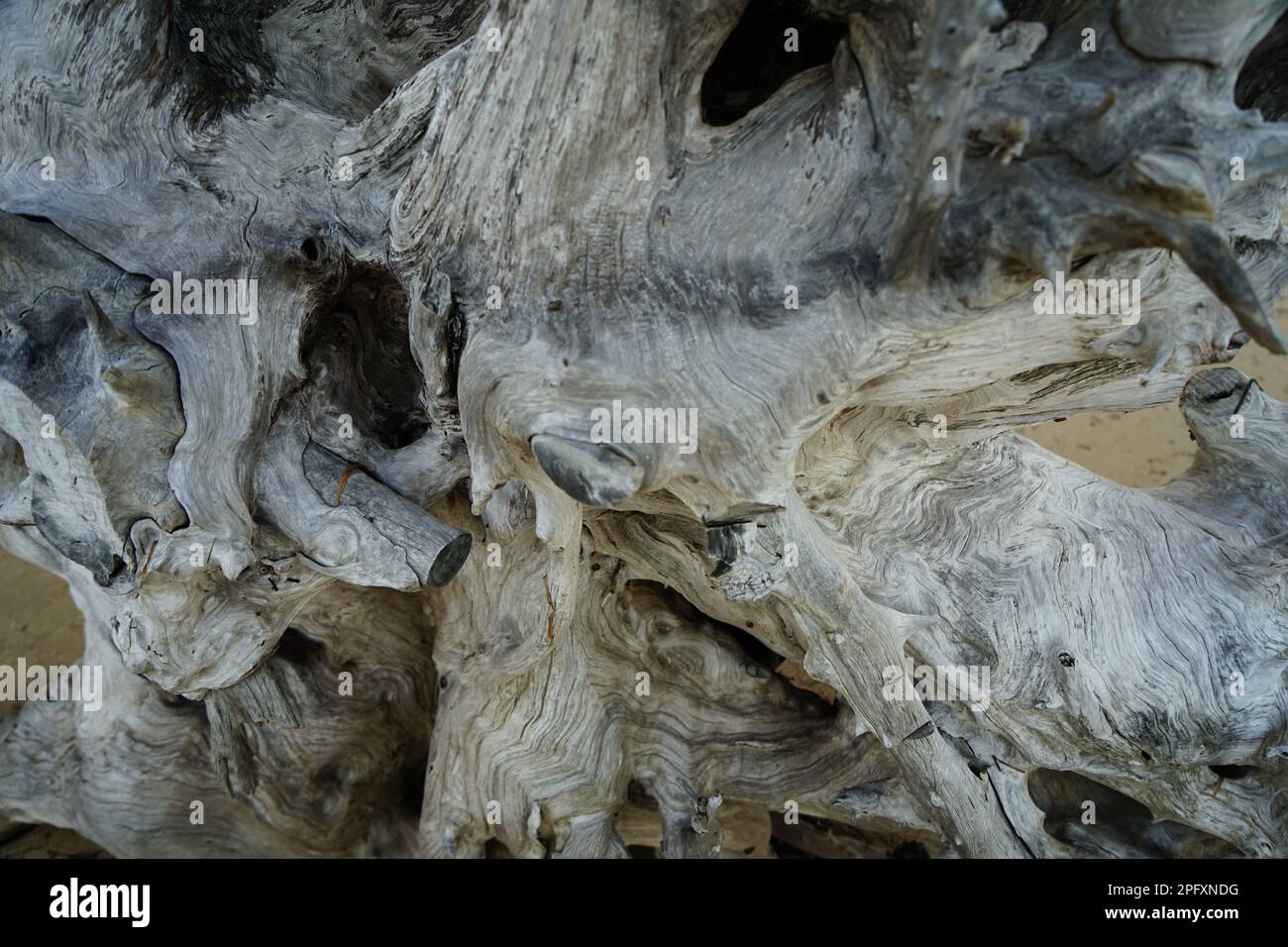 Roots texture hi-res stock photography and images - Alamy