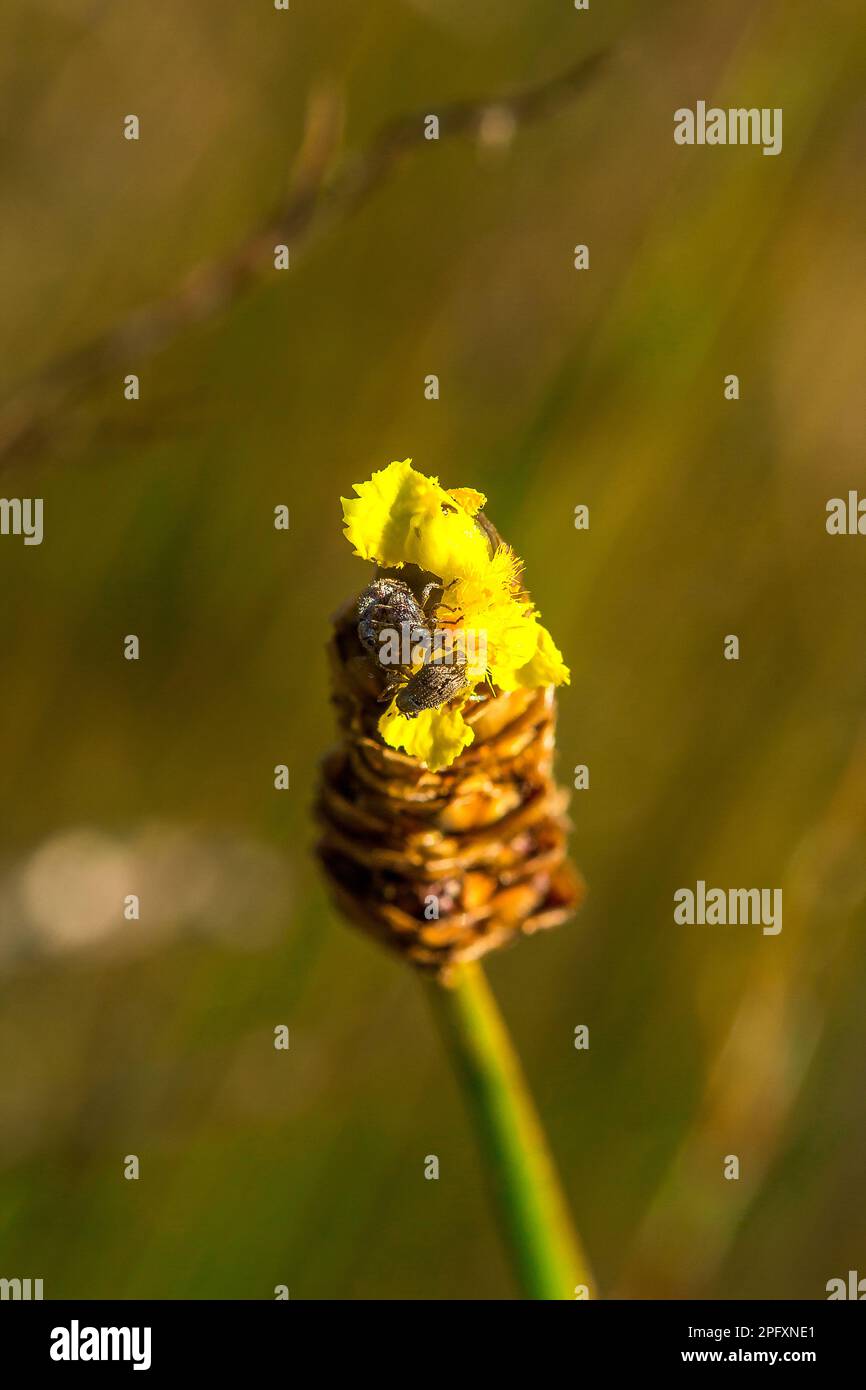Lentibulariaceae Is an insectivorous plant. Yellow wild flowers growing ...