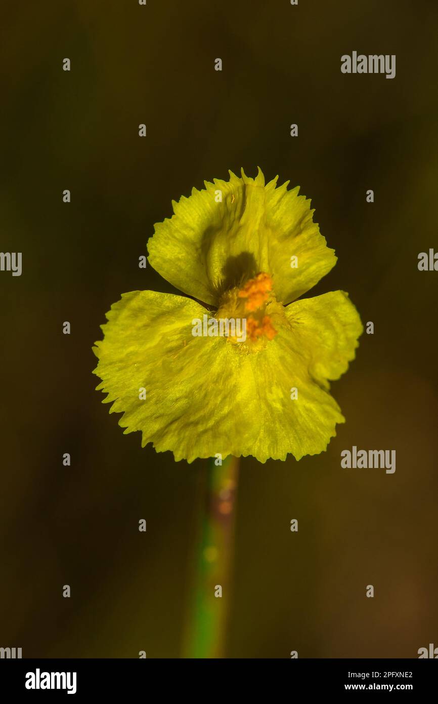 Lentibulariaceae Is an insectivorous plant. Yellow wild flowers growing ...