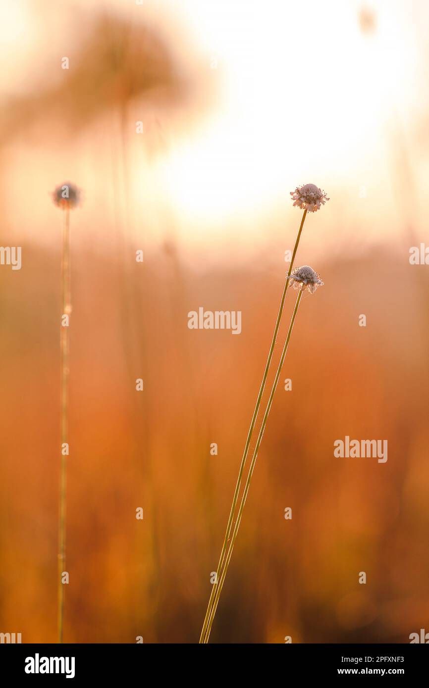 Melampodium leucanthum is a ground cover shrub. There are small flowers ...
