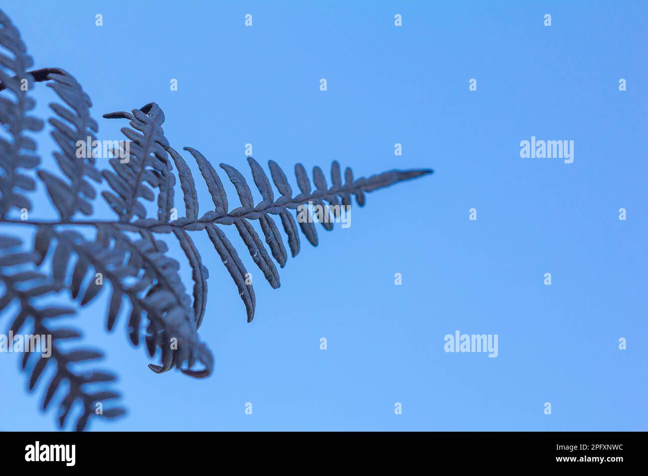 Dry leaf pattern In beautiful nature. Dry leaves on a sky background ...