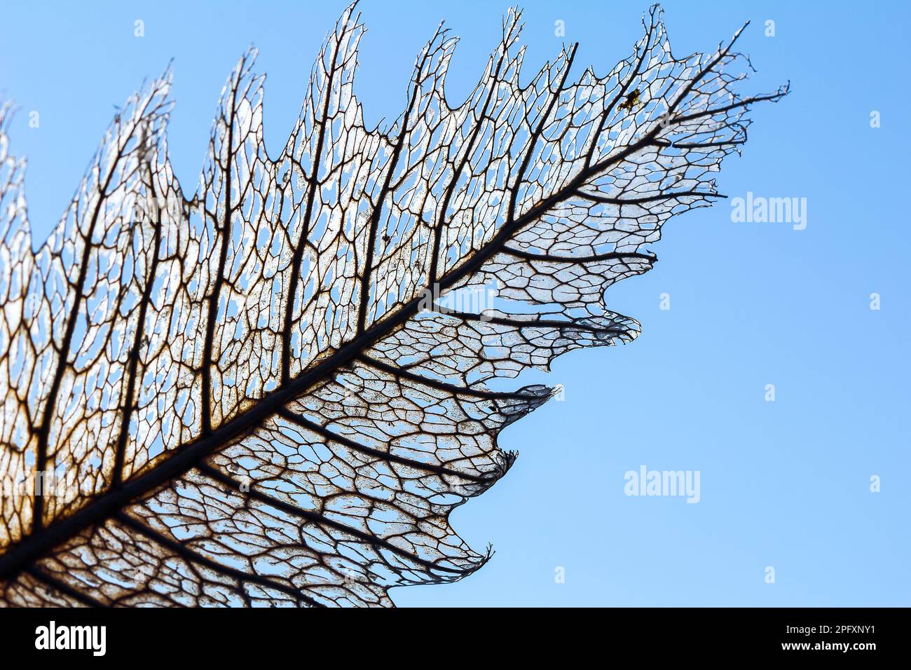 Dry leaf pattern In beautiful nature. Dry leaves on a sky background ...