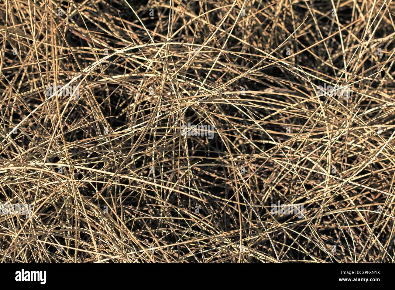 Hay grass in nature. Most of the farmers will use hay for animal feed ...