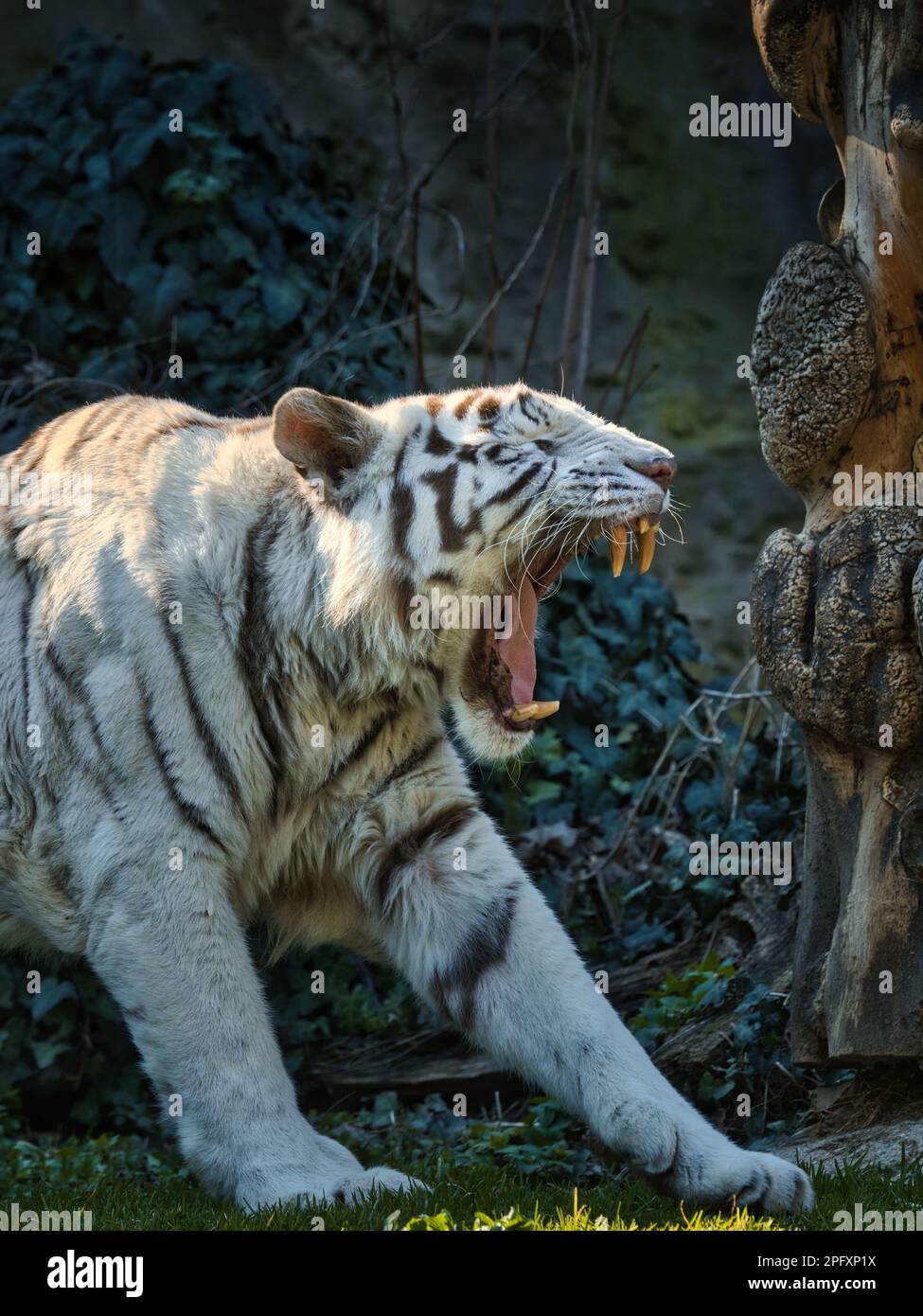 Yawning White Tiger Wallpaper