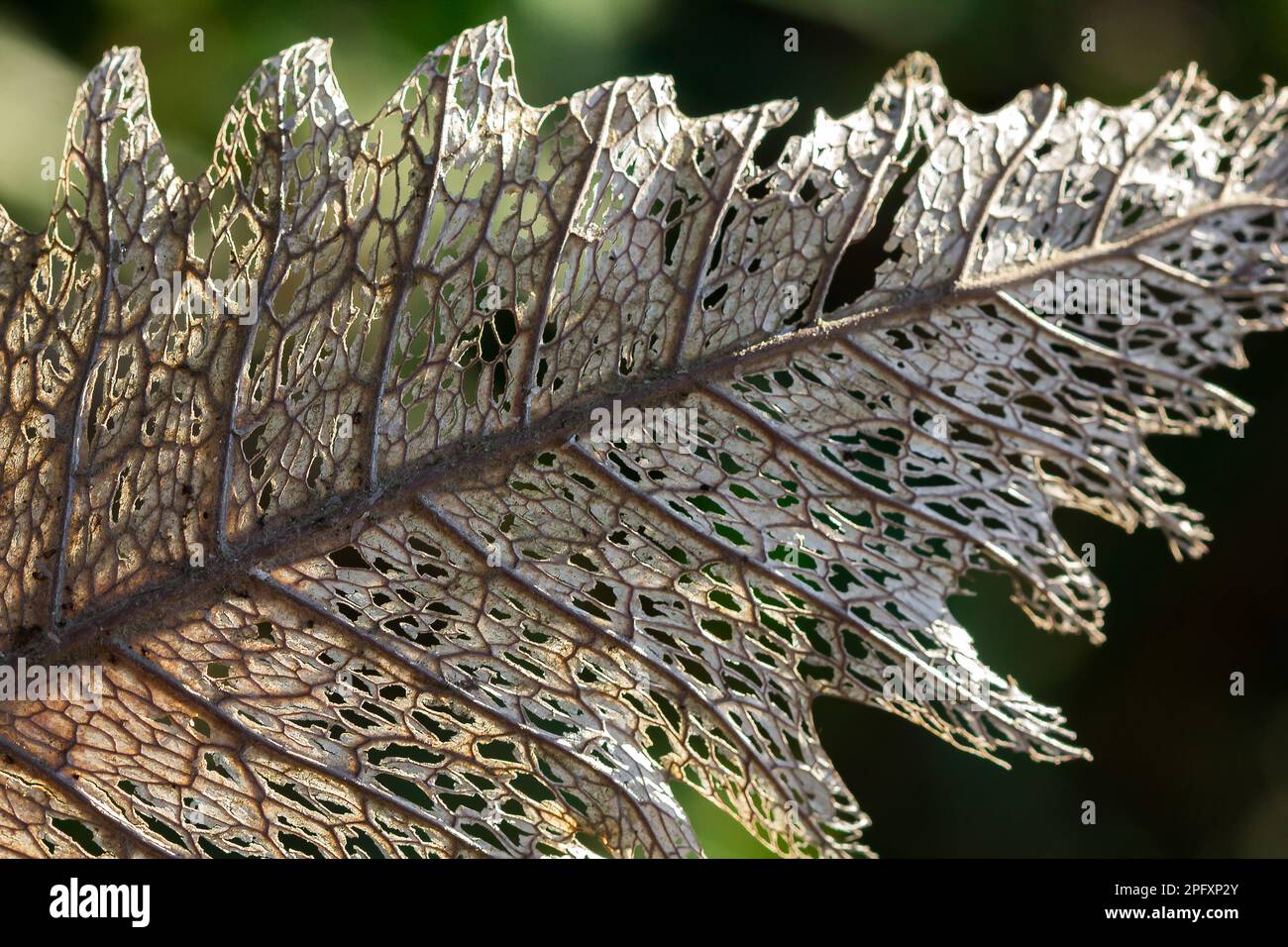 Dry leaf pattern In beautiful nature. Dry leaves degrade naturally ...
