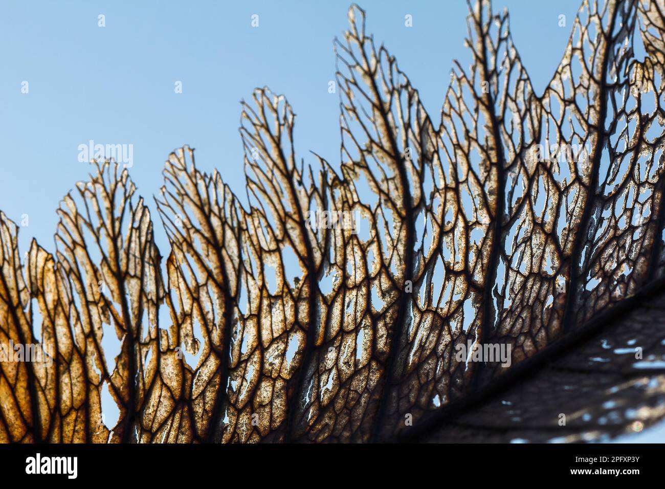 Dry leaf pattern In beautiful nature. Dry leaves on a sky background ...