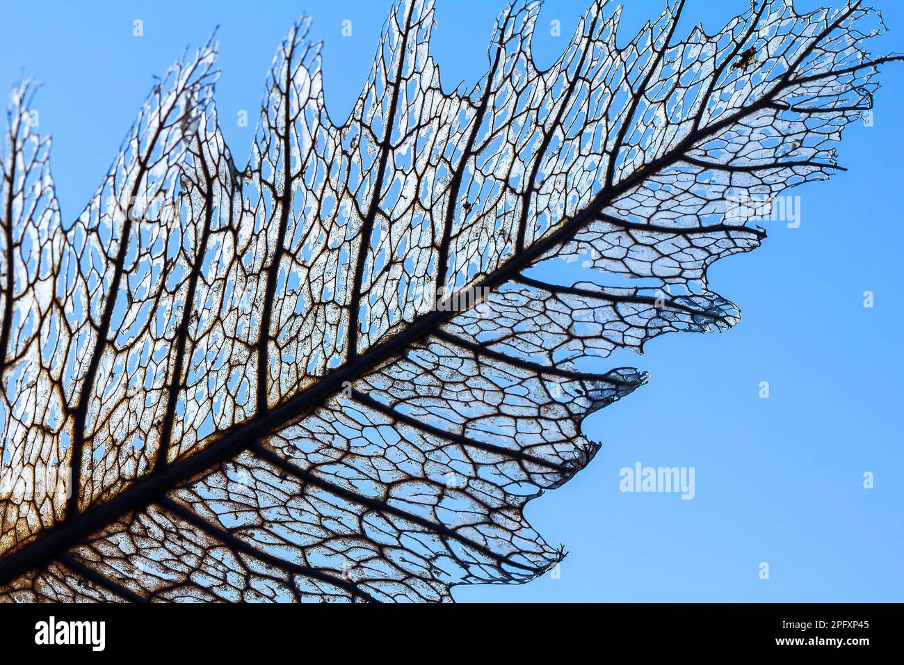 Dry leaf pattern In beautiful nature. Dry leaves on a sky background ...