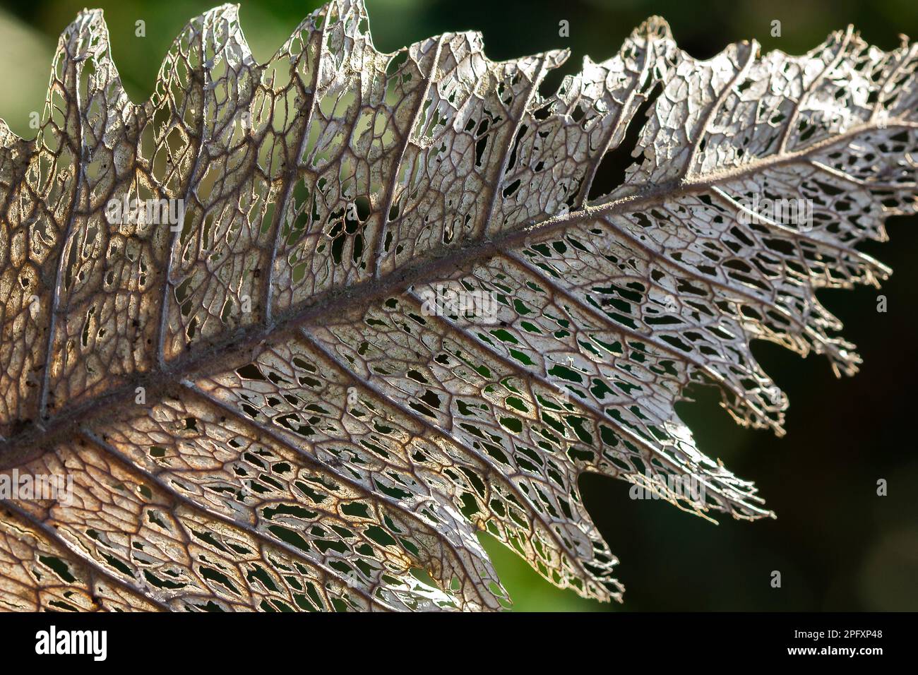 Dry leaf pattern In beautiful nature. Dry leaves degrade naturally ...
