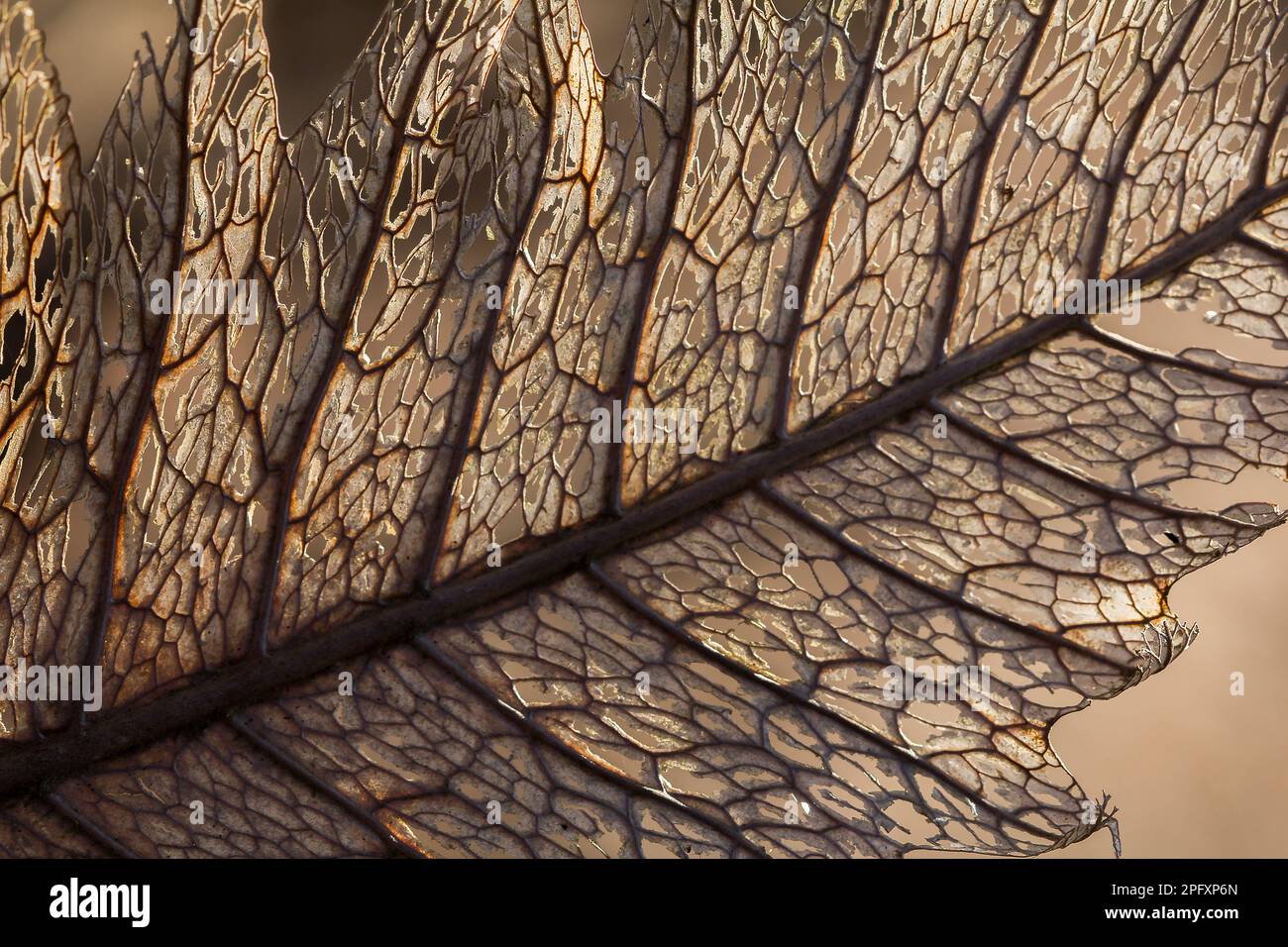 Dry leaf pattern In beautiful nature. Dry leaves degrade naturally ...