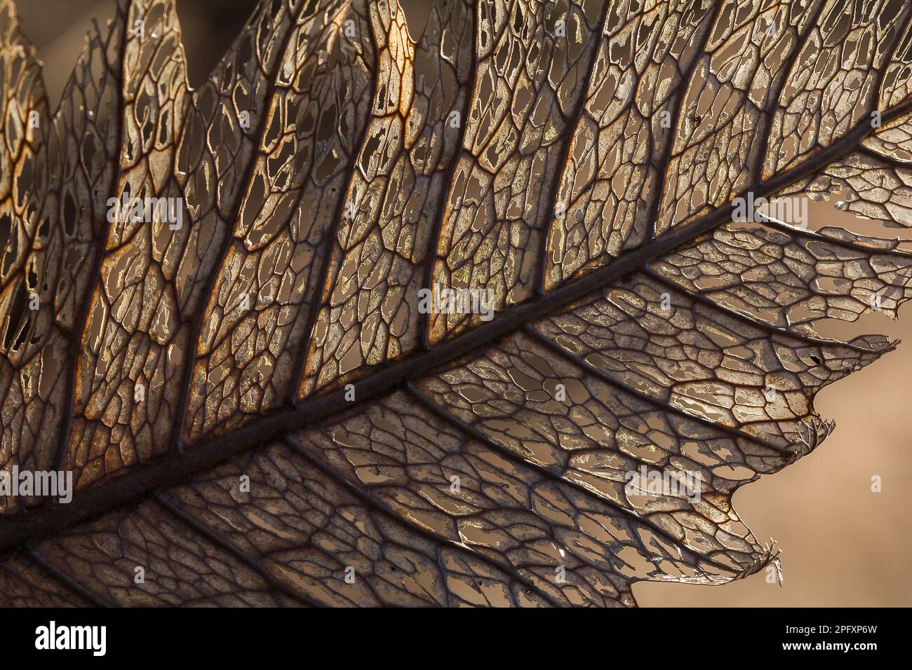 Dry leaf pattern In beautiful nature. Dry leaves degrade naturally ...