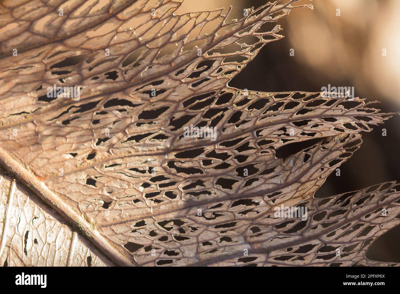Dry leaf pattern In beautiful nature. Dry leaves degrade naturally ...