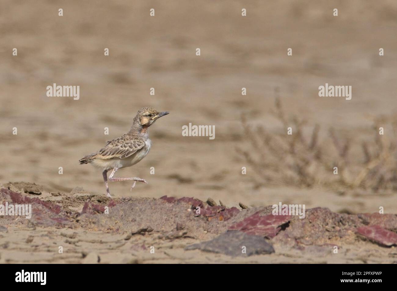 Greater Hoopoe-Lark (Alaemon alaudipes) at little rann of kutch Stock ...