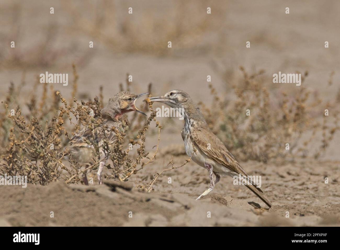 Greater Hoopoe-Lark (Alaemon alaudipes) at little rann of kutch Stock ...