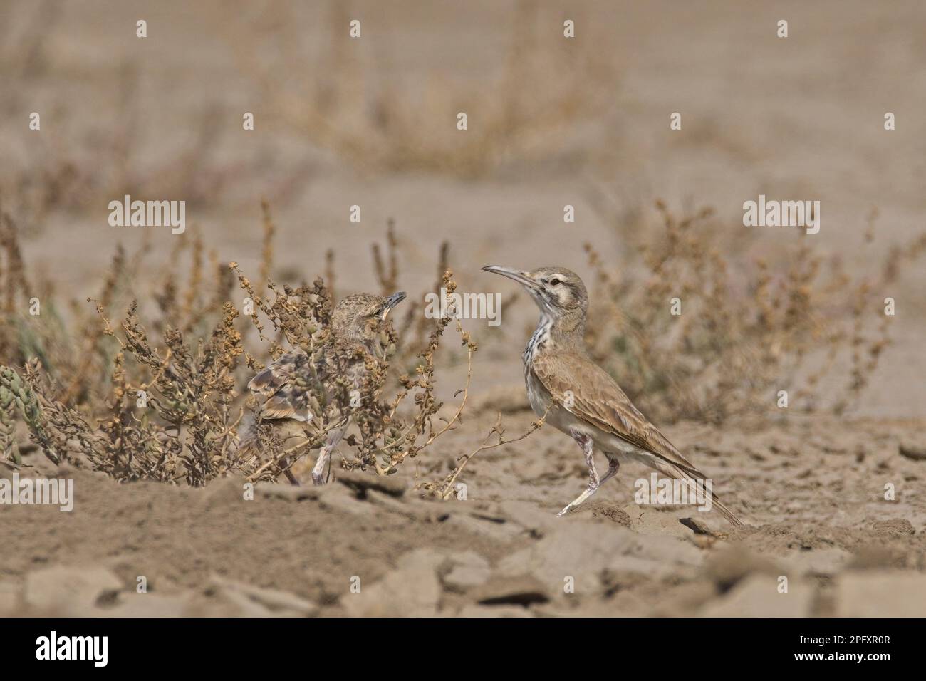 Greater Hoopoe-Lark (Alaemon alaudipes) at little rann of kutch Stock ...